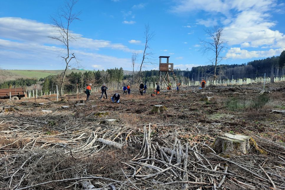 Gehöferschaft Irsch/Saar hat in diesem Jahr 9.000 Bäume zum aktiven ...